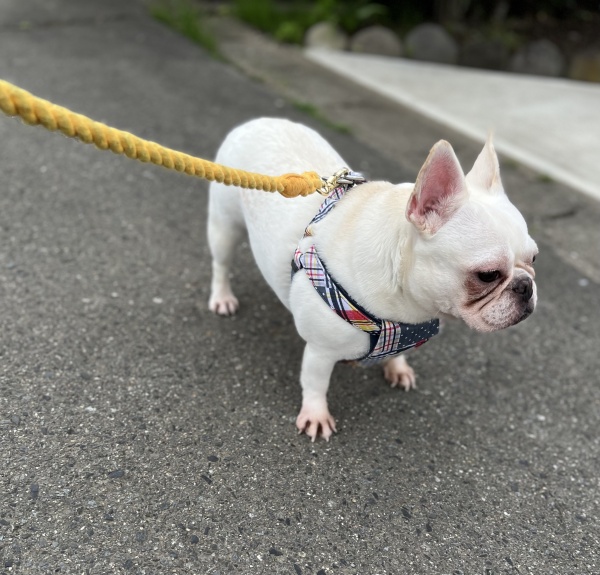 お泊まり中☆ – PuPuLa【ププラ】| 前橋のトリミング＆ペットホテル