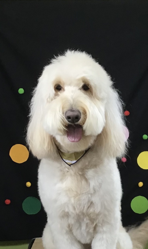 9月のお友達☆ – PuPuLa【ププラ】| 前橋のトリミング＆ペットホテル