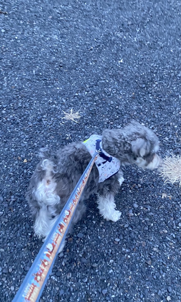 お泊まり☆ – PuPuLa【ププラ】| 前橋のトリミング＆ペットホテル