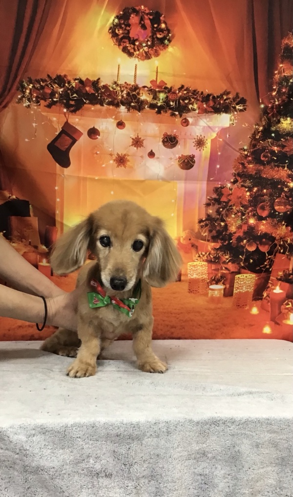 12月のお友達☆ – PuPuLa【ププラ】| 前橋のトリミング＆ペットホテル