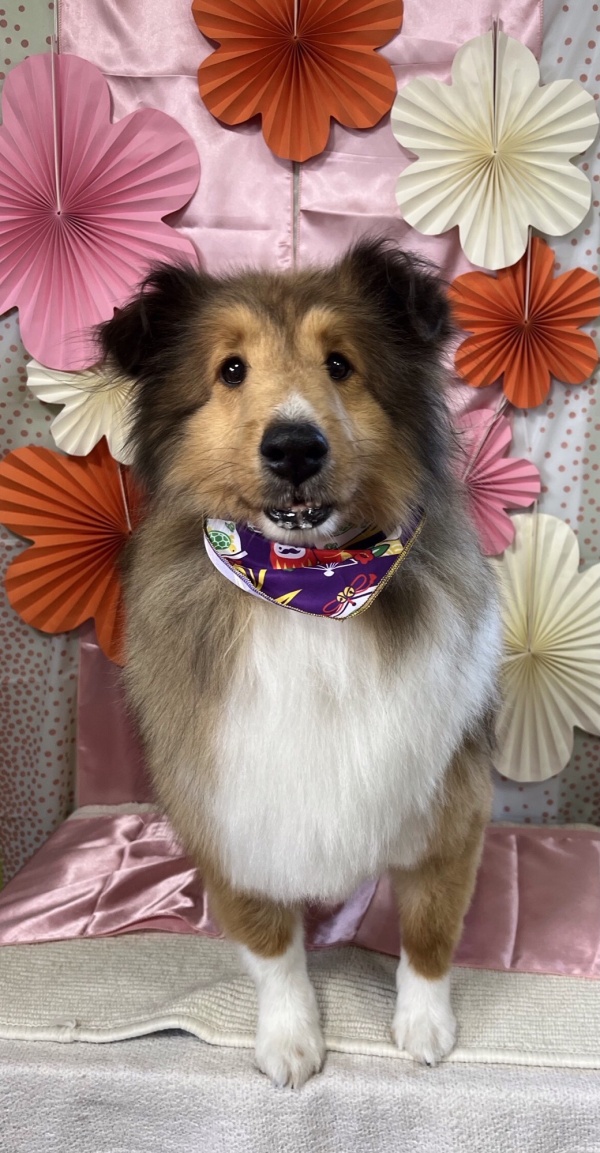 12月のお友達☆ – PuPuLa【ププラ】| 前橋のトリミング＆ペットホテル