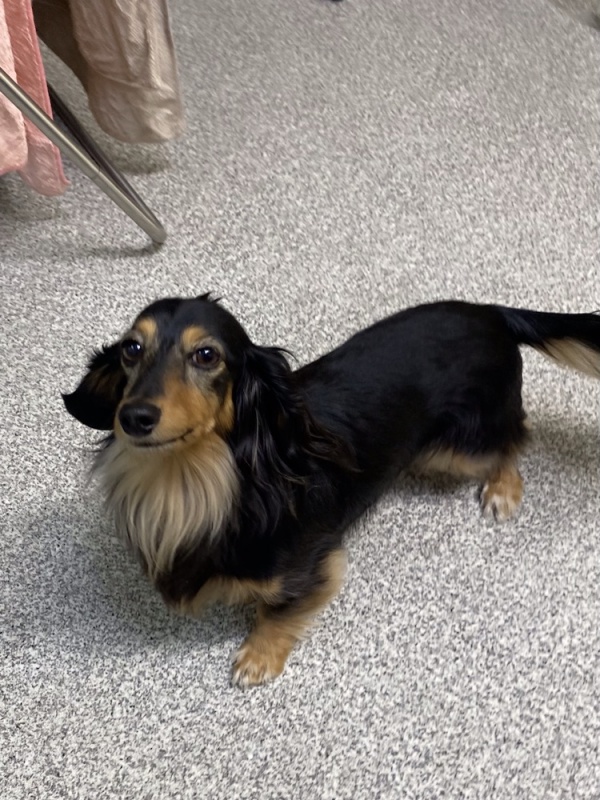 お泊り☆ – PuPuLa【ププラ】| 前橋のトリミング＆ペットホテル