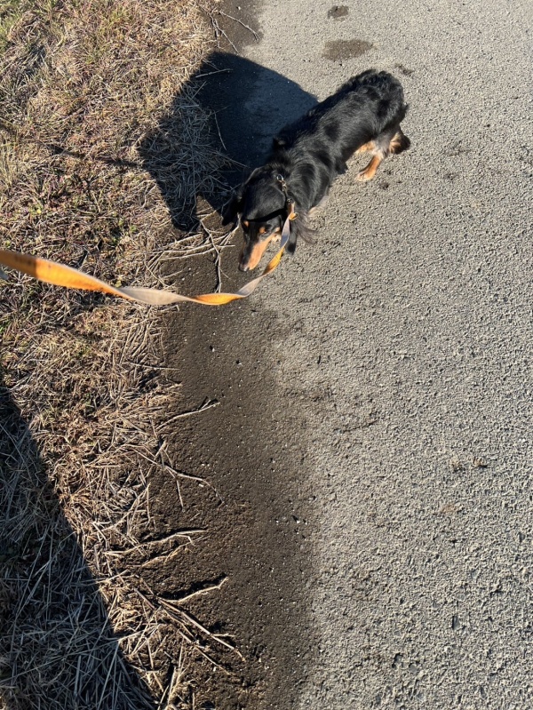 お泊り中☆ – PuPuLa【ププラ】| 前橋のトリミング＆ペットホテル