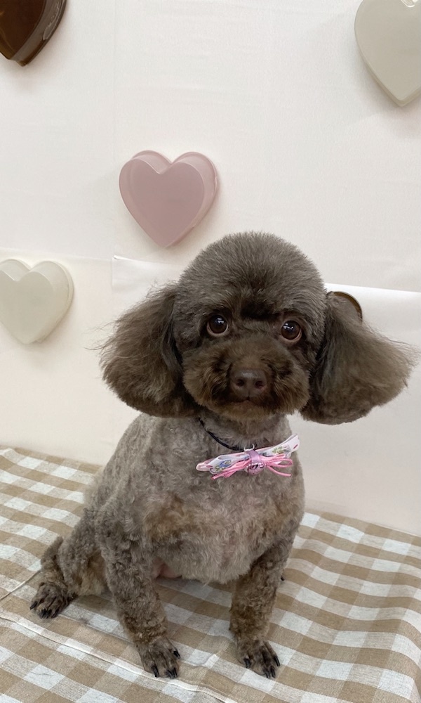 2月のお友達☆ – PuPuLa【ププラ】| 前橋のトリミング＆ペットホテル