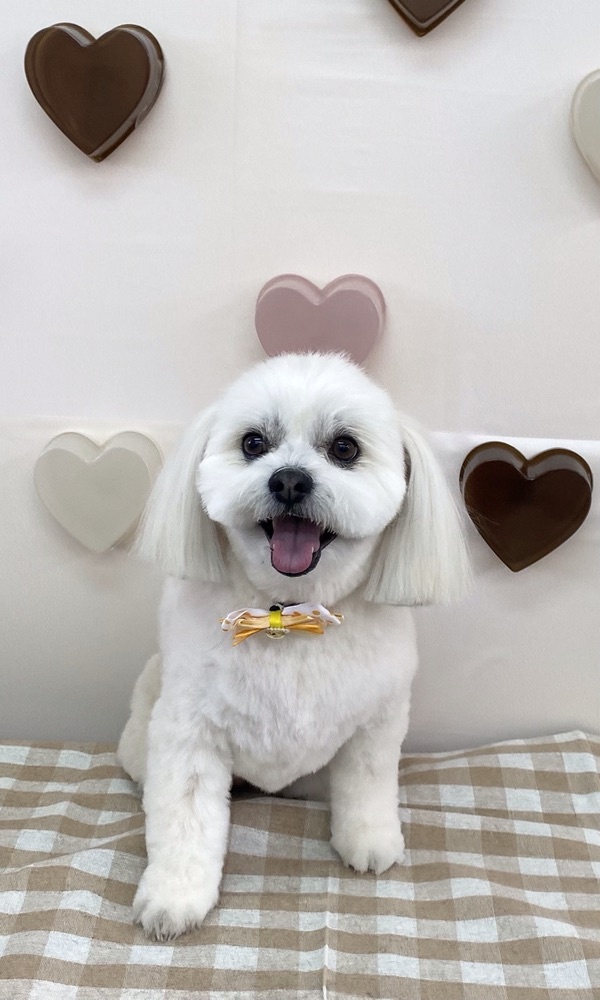 2月のお友達☆ – PuPuLa【ププラ】| 前橋のトリミング＆ペットホテル