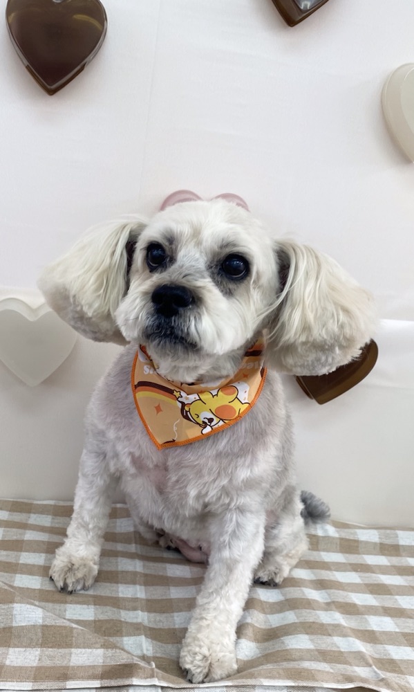 2月のお友達☆ – PuPuLa【ププラ】| 前橋のトリミング＆ペットホテル