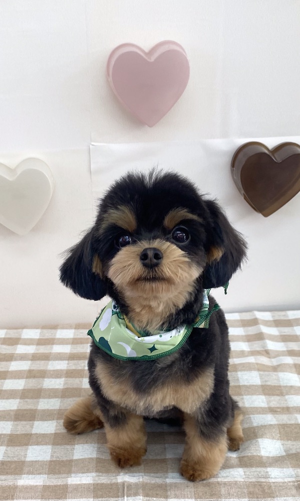 2月のお友達☆ – PuPuLa【ププラ】| 前橋のトリミング＆ペットホテル