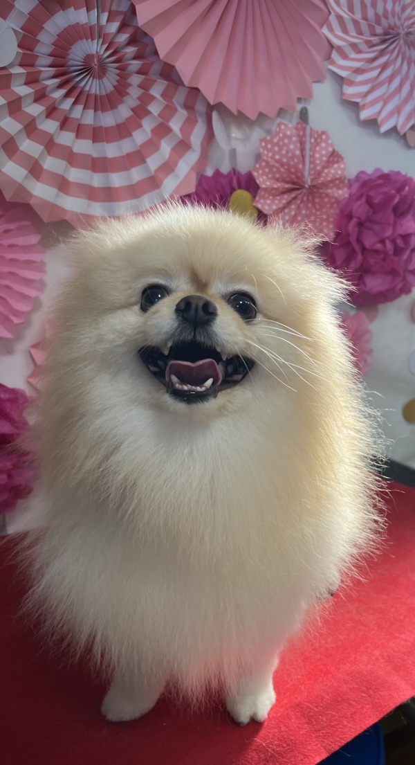 2月のお友達☆ – PuPuLa【ププラ】| 前橋のトリミング＆ペットホテル