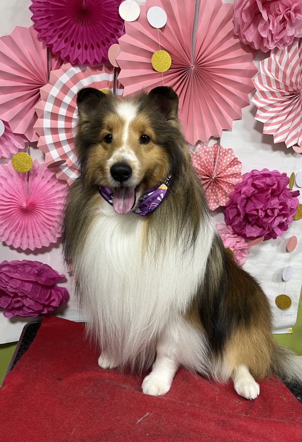 2月のお友達☆ – PuPuLa【ププラ】| 前橋のトリミング＆ペットホテル