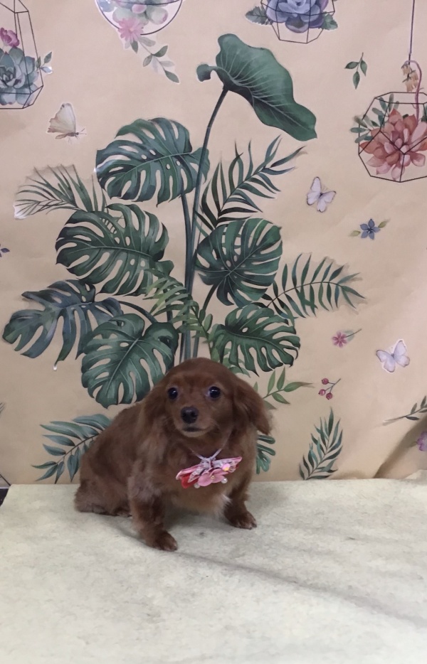 3月のお友達☆ – PuPuLa【ププラ】| 前橋のトリミング＆ペットホテル