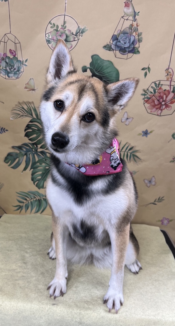 3月のお友達☆ – PuPuLa【ププラ】| 前橋のトリミング＆ペットホテル