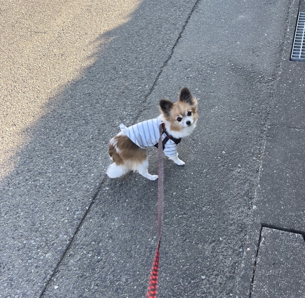 お泊り中☆ – PuPuLa【ププラ】| 前橋のトリミング＆ペットホテル