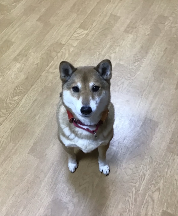 お泊り中☆ – PuPuLa【ププラ】| 前橋のトリミング＆ペットホテル