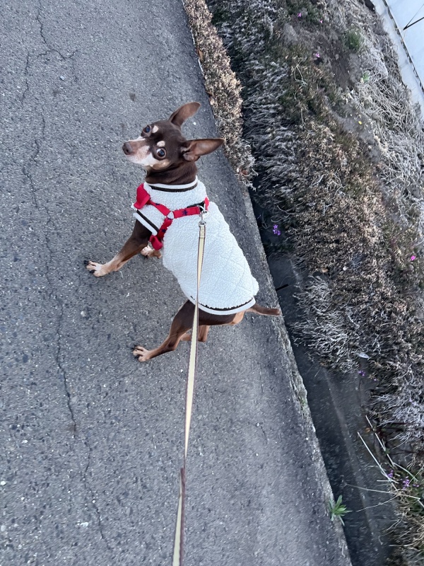 お泊り中☆ – PuPuLa【ププラ】| 前橋のトリミング＆ペットホテル