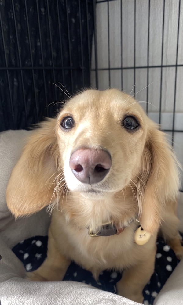 お泊り☆ – PuPuLa【ププラ】| 前橋のトリミング＆ペットホテル