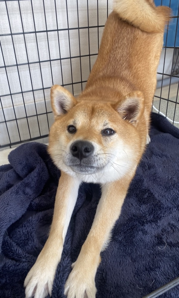 お泊り☆ – PuPuLa【ププラ】| 前橋のトリミング＆ペットホテル