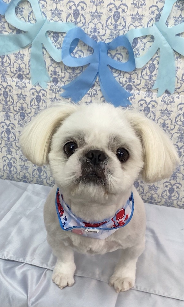 3月のお友達☆ – PuPuLa【ププラ】| 前橋のトリミング＆ペットホテル