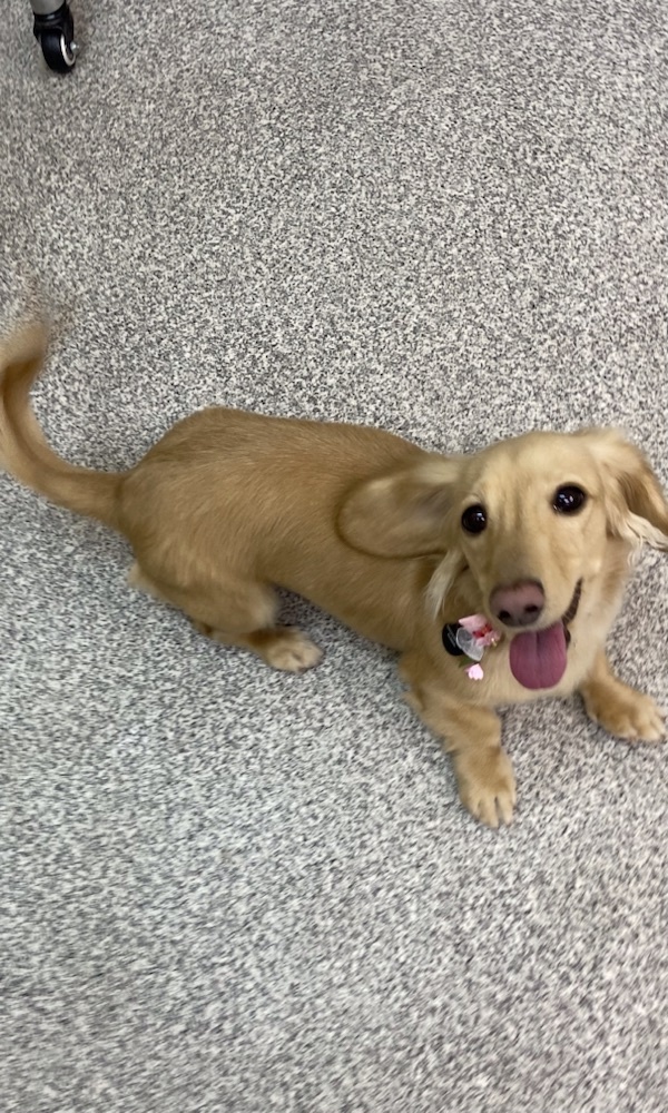 お泊り☆ – PuPuLa【ププラ】| 前橋のトリミング＆ペットホテル