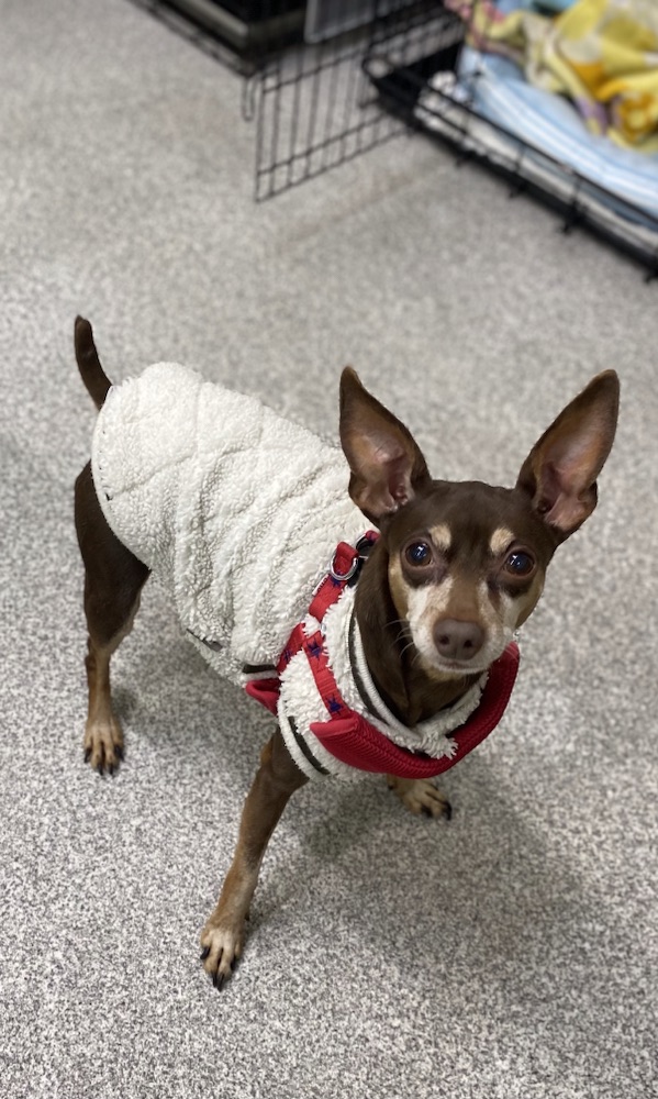 お泊り☆ – PuPuLa【ププラ】| 前橋のトリミング＆ペットホテル