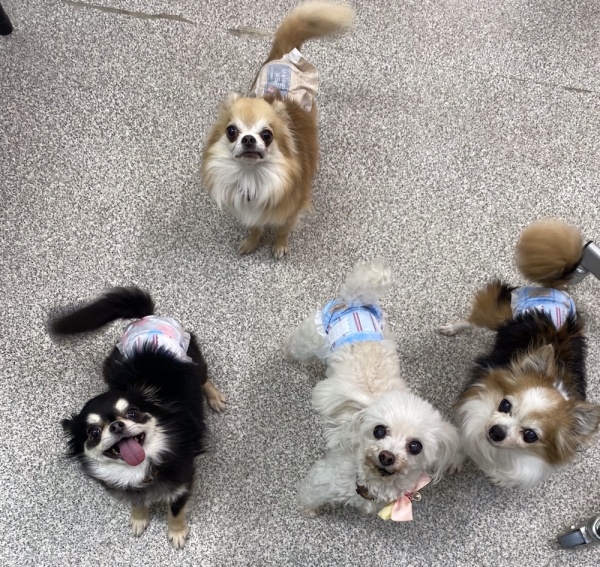 お泊り中♫ – PuPuLa【ププラ】| 前橋のトリミング＆ペットホテル