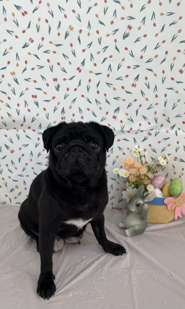 4月のお友達☆ – PuPuLa【ププラ】| 前橋のトリミング＆ペットホテル