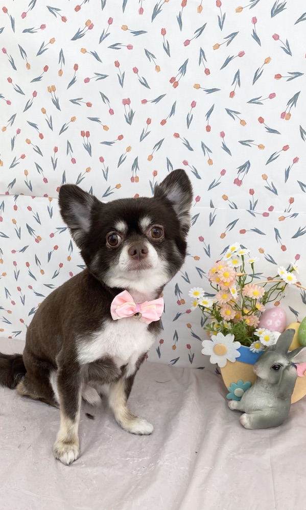 4月のお友達☆ – PuPuLa【ププラ】| 前橋のトリミング＆ペットホテル