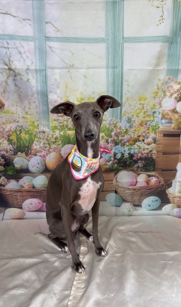 4月のお友達☆ – PuPuLa【ププラ】| 前橋のトリミング＆ペットホテル