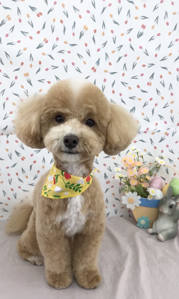 4月のお友達☆ – PuPuLa【ププラ】| 前橋のトリミング＆ペットホテル